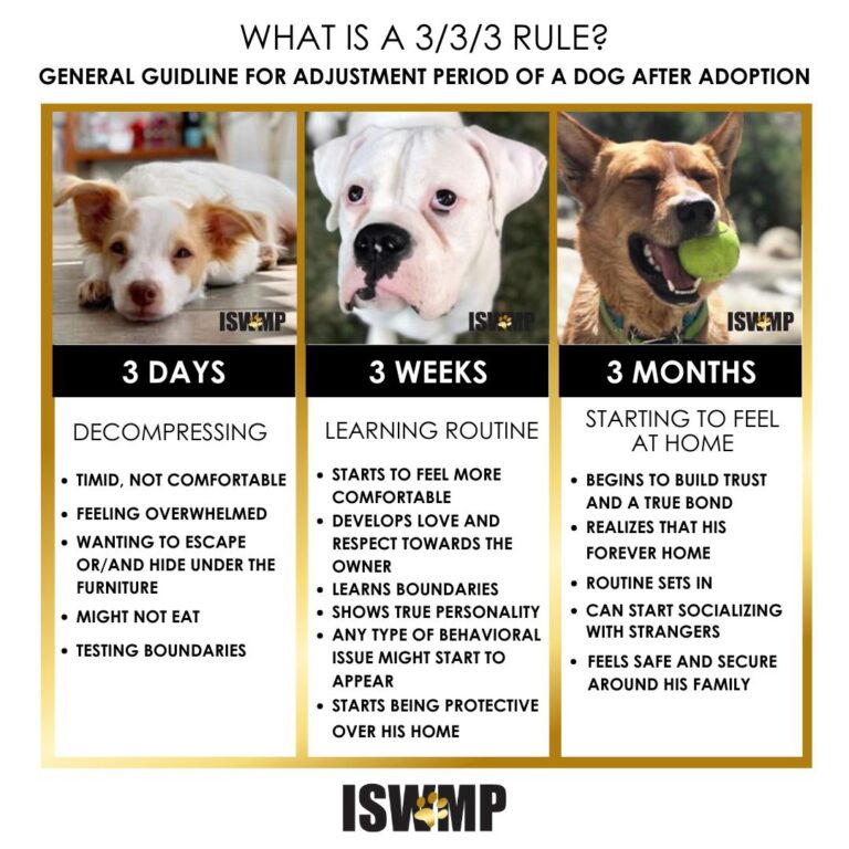 What Is The 3 3 3 Rule And Why Should We Honor It When Adopting A What Is The 3 3 3 Rule And Why Should We Honor It When Adopting A