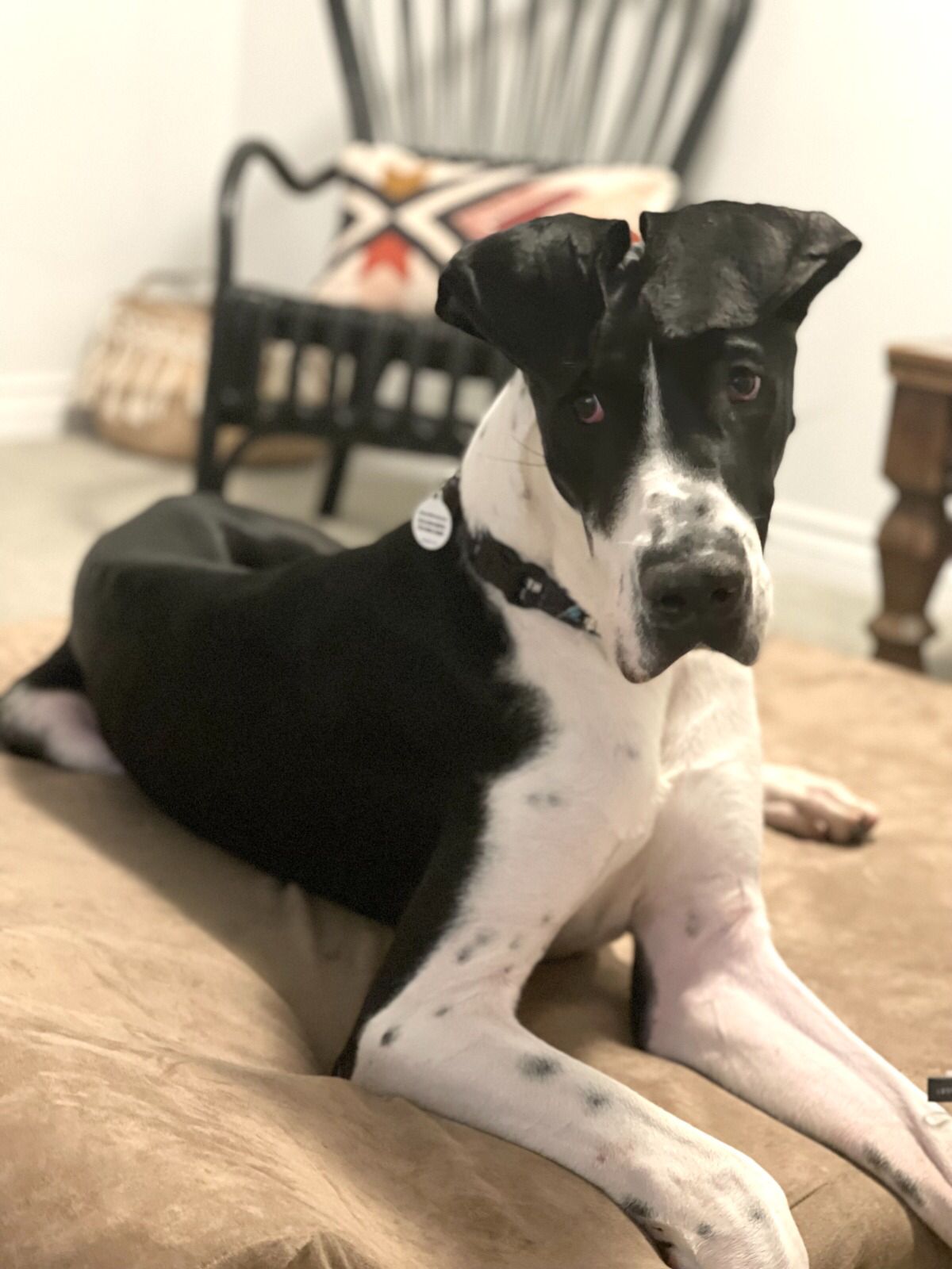 Available - I STAND WITH MY PACK