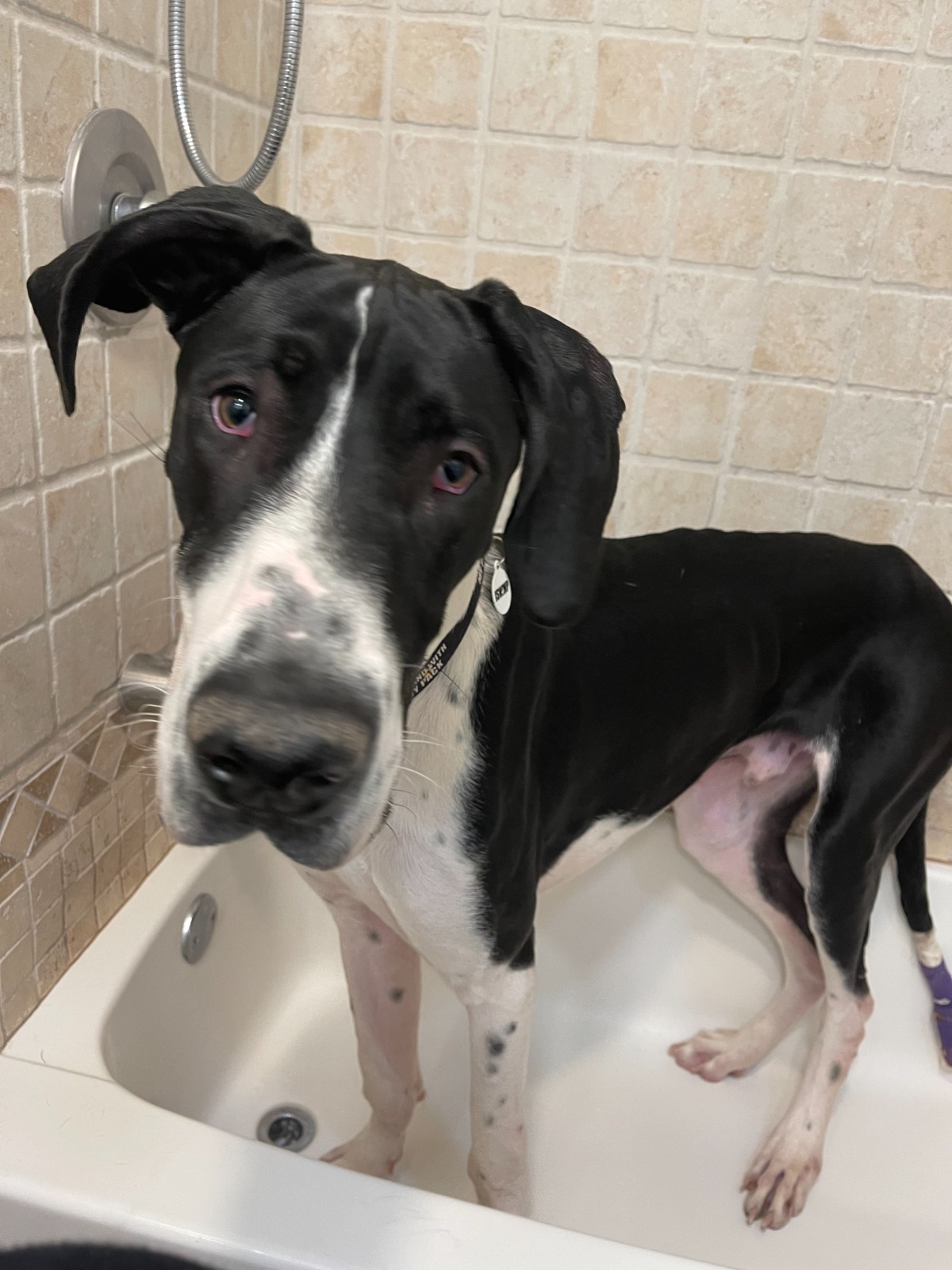 Available - I STAND WITH MY PACK