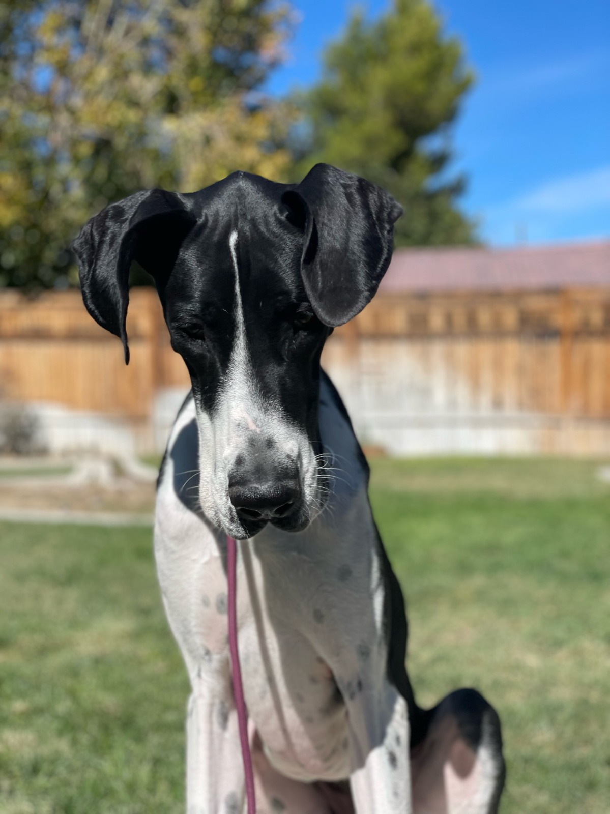 Available - I STAND WITH MY PACK