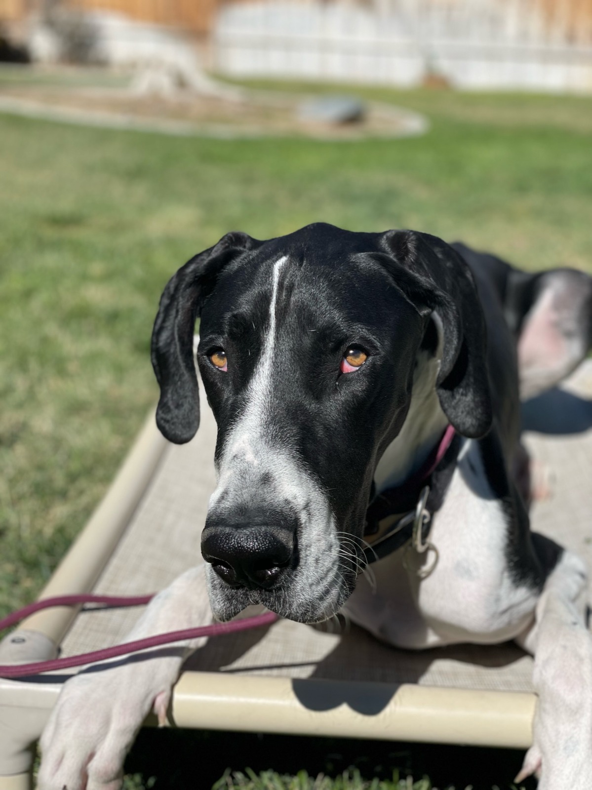 Available - I STAND WITH MY PACK