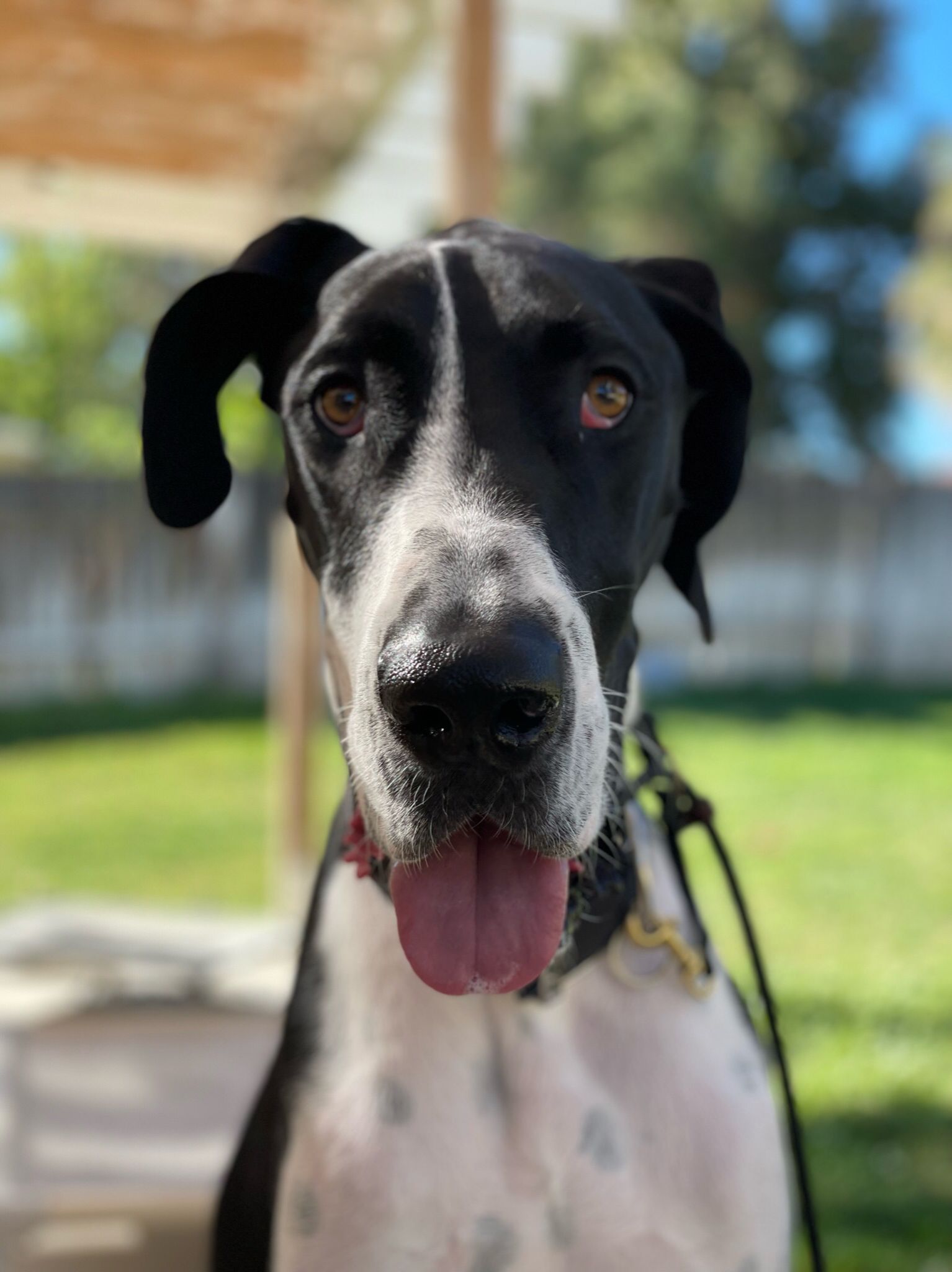 Available - I STAND WITH MY PACK