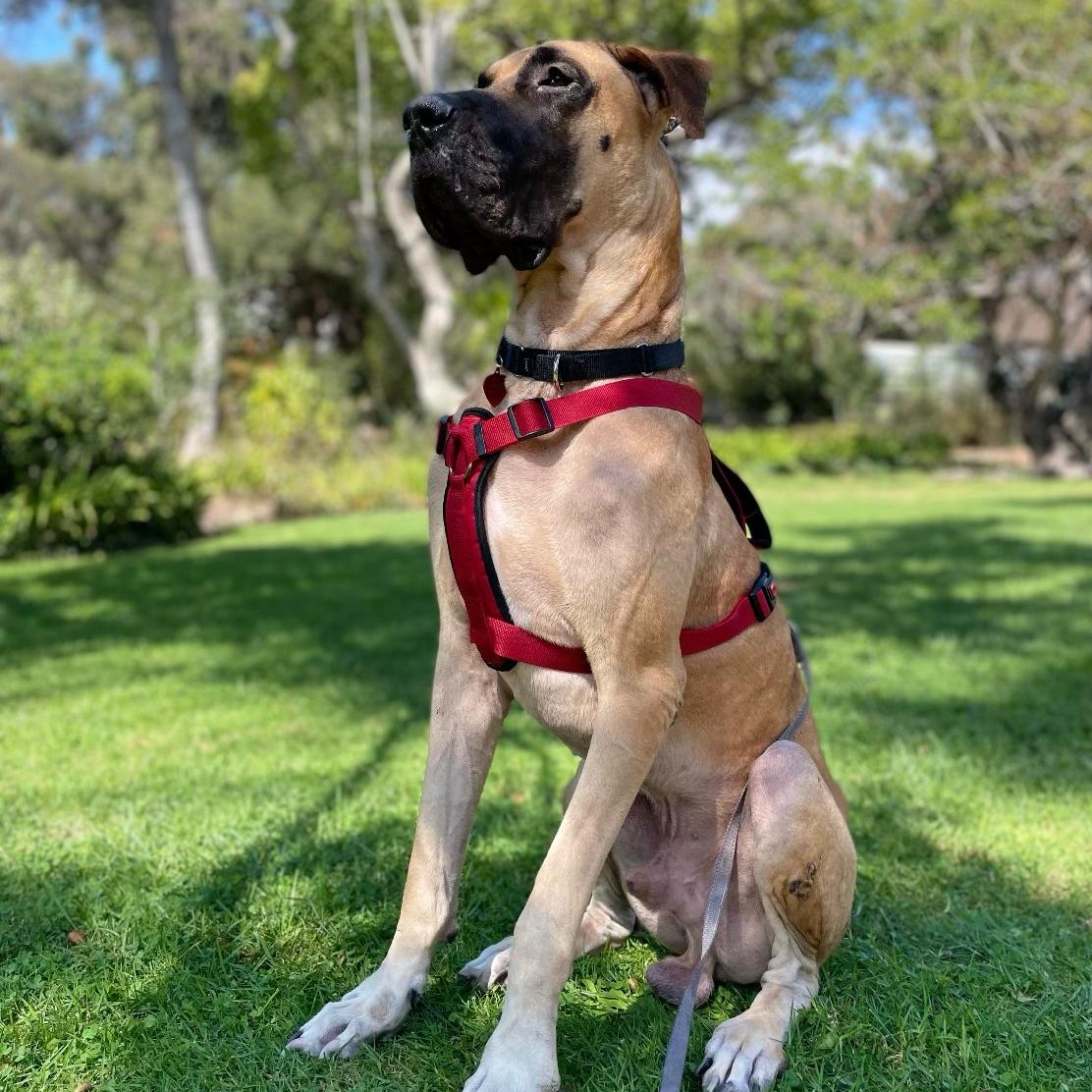 AVAILABLE ANIMALS - I STAND WITH MY PACK