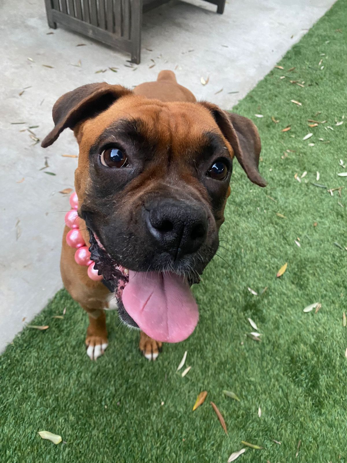 Available - I STAND WITH MY PACK