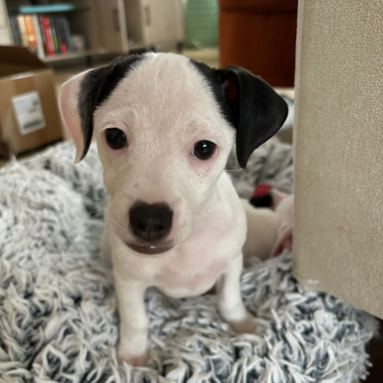 AVAILABLE ANIMALS - I STAND WITH MY PACK